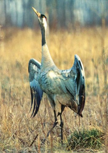 Common crane
