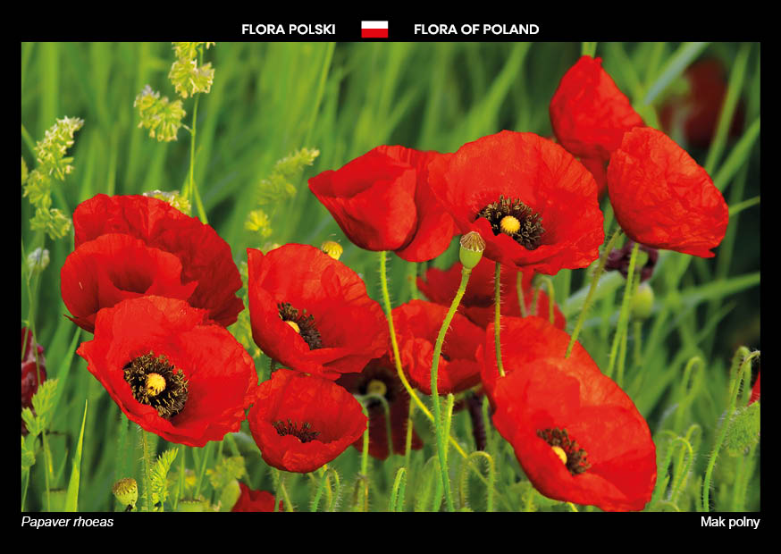 Flora Polski: Mak polny