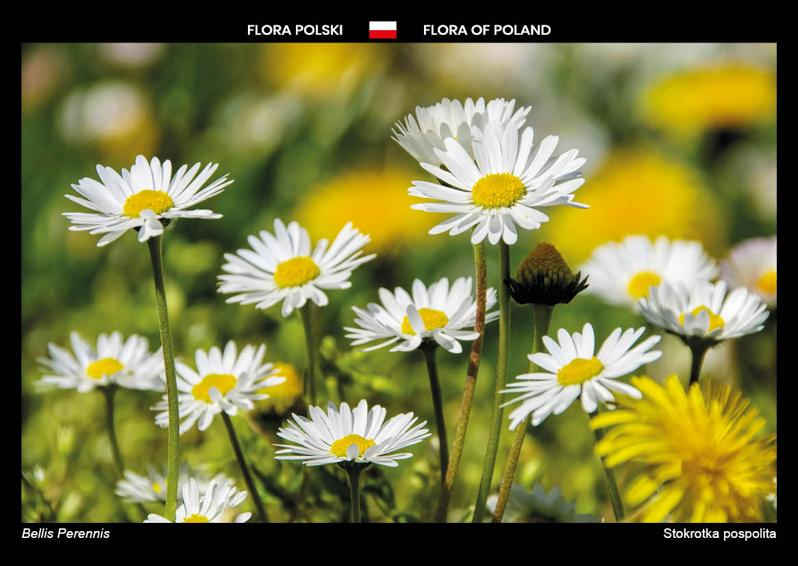 Flora of Poland: Common daisy