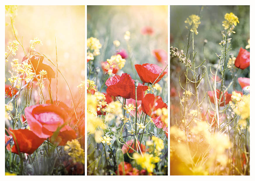 Red poppy collage