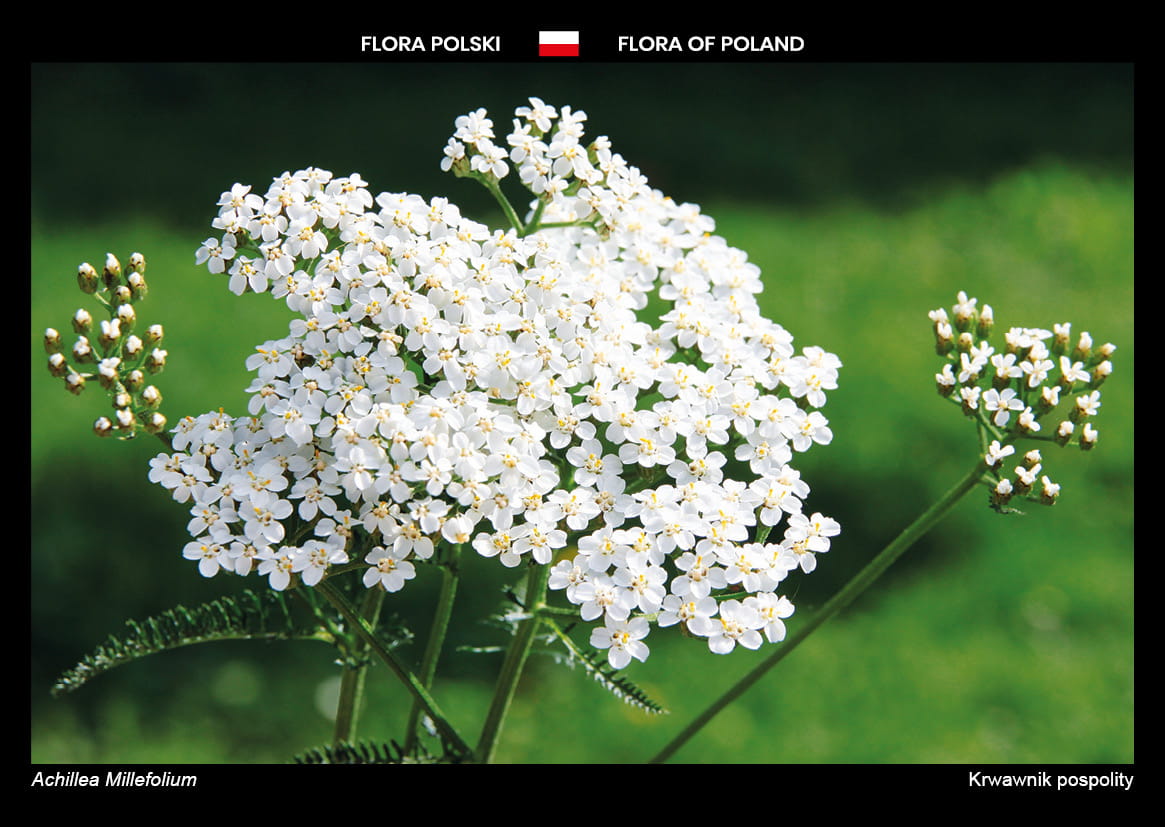Flora of Poland: Yarrow