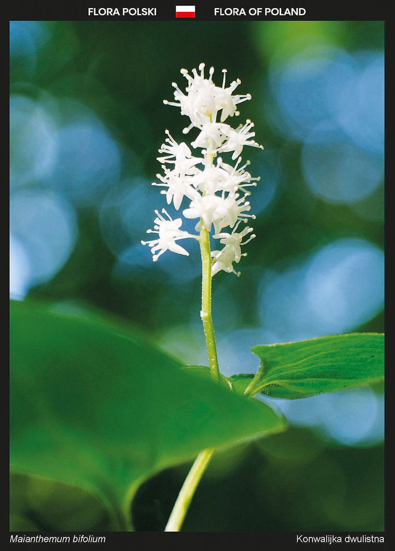 Flora of Poland: May lily